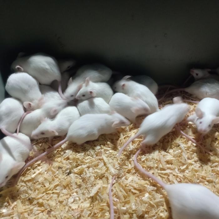 Jual tikus putih mencit jumper - Kota Tangerang Selatan - Rosella ...