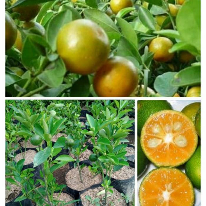 Jual BIBIT TANAMAN BUAH JERUK SONKIT BERBUAH/ JERUK KIP/ JERUK CUI ...