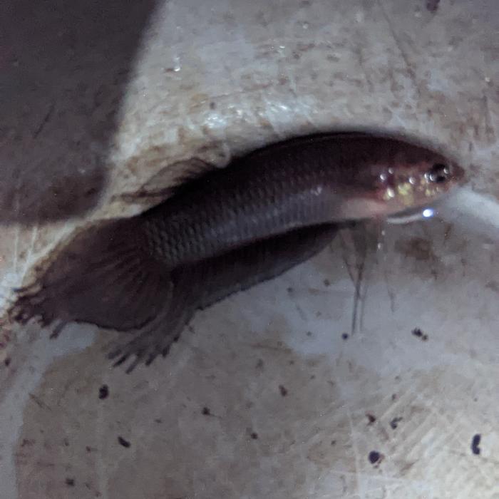 Jual Wild betta simorum/bellica cupang alam ukuran 5-6cm - male, M ...