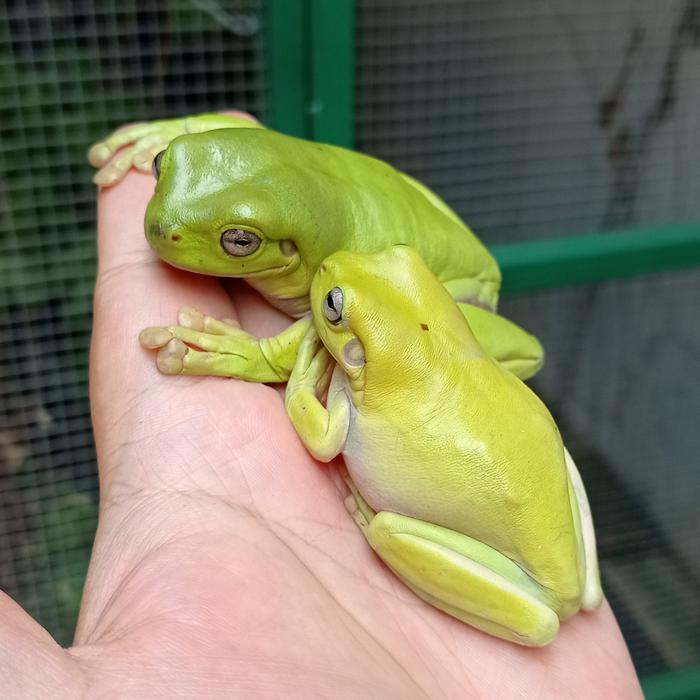 Jual Dumpy tree frog / kodok pesek - Jakarta Barat - Insanepets. reborn | Tokopedia