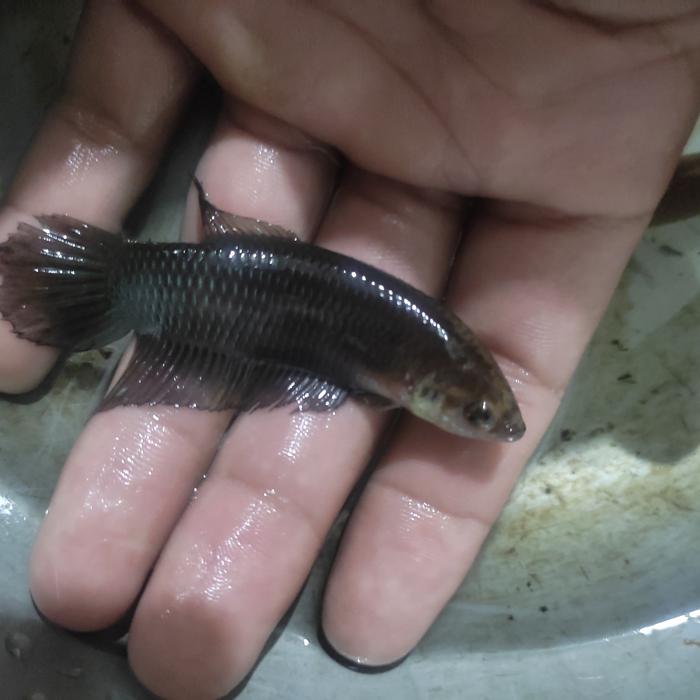 Jual Wild betta simorum/bellica cupang alam ukuran 5-6cm - male, M ...