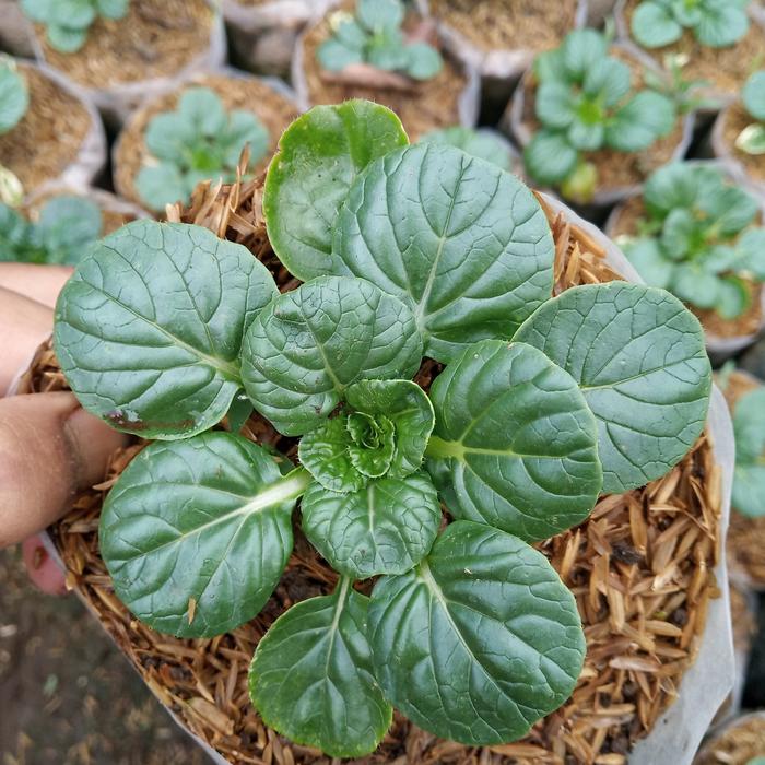 Jual tanaman sayur sawi pagoda - Kab. Bandung Barat - izza's plants ...