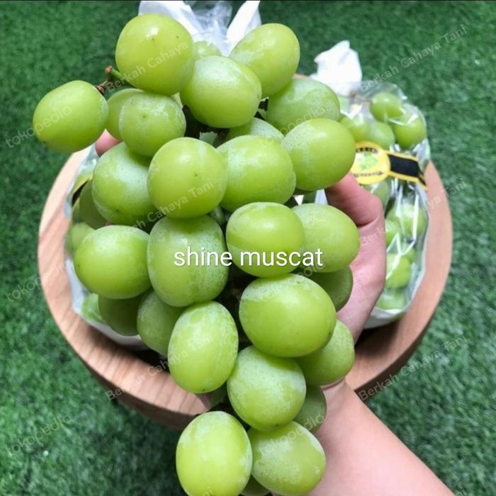 Jual Bibit Tanaman Anggur Shine Muscat Import-Pohon Anggur Impor Hijau ...