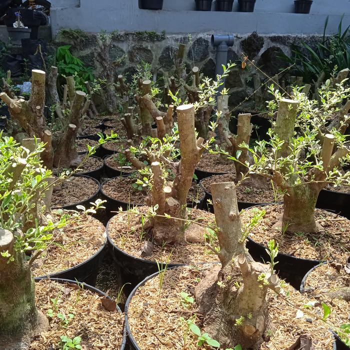 Jual Bahan Bonsai Legistrum Variegata Prospek - Kota Batu - Nirvana ...