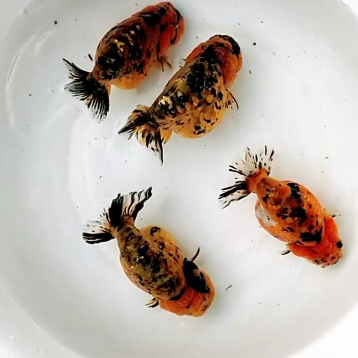 Jual Ikan Mas Koki Rancu - Kota Tangerang Selatan - Goldfish Import ...