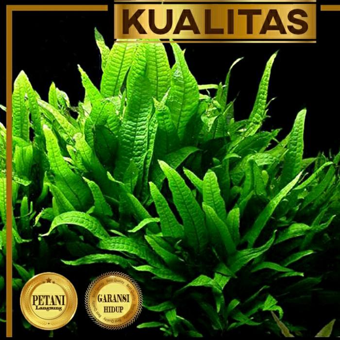 Jual Kadaka Java Fern Tanaman Air Aquascape Dijual per Tiga Daun ...