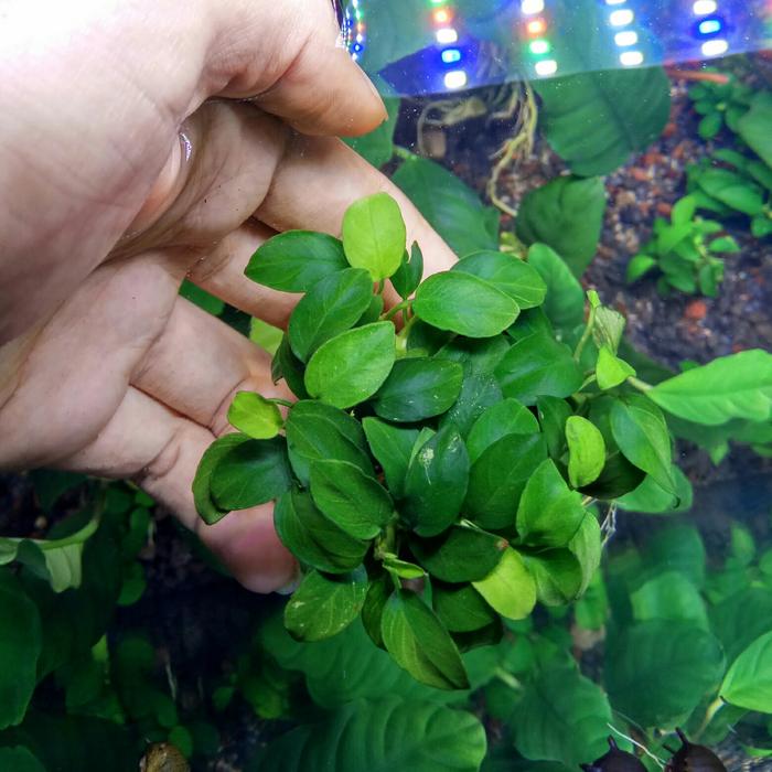 Jual Anubias petite variegata (petite marble) clump - Kab. Bogor - KA ...