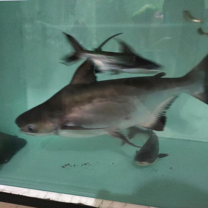 Promo IKAN HIAS PAROON SHARK GENGHISKHAN PANGASIUS SANITWONGSEI SIZE ...