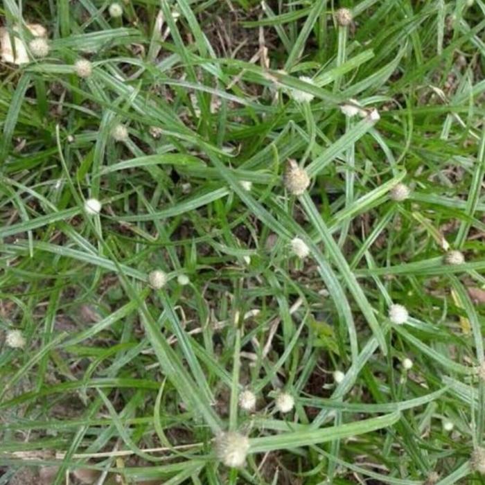 Jual mengobati gatal pada kulit herbal rumput pendul segar 500 gram ...