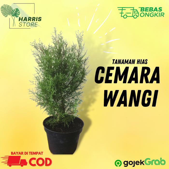 Jual Tanaman Cemara Wangi / Cemara rentes rintis wangi harum semerbak ...