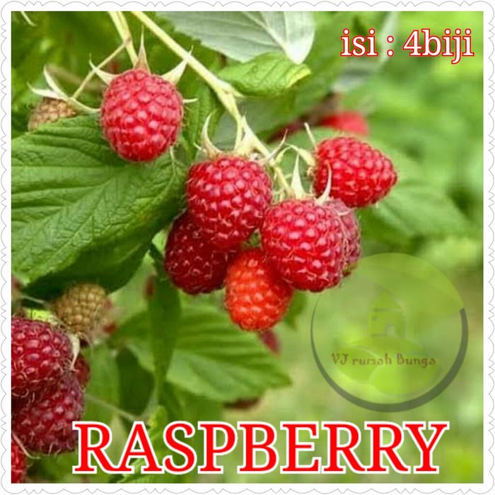 Jual Benih Biji Buah Raspberry - Kab. Bogor - VJ RUMAH BUNGA1 | Tokopedia