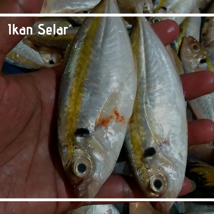 Jual ikan selar segar - Jakarta Timur - FreshFishjkt | Tokopedia