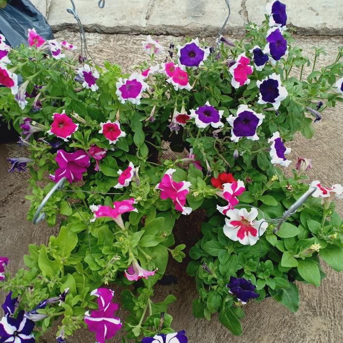 Jual bunga gantung petunia - Kota Tangerang Selatan - kios bunga aulia ...