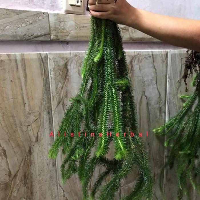 Jual TANAMAN KUMPAI EKOR TUPAI / KUMPAI BULU CANTIK / KUMPAI HIASAN ...
