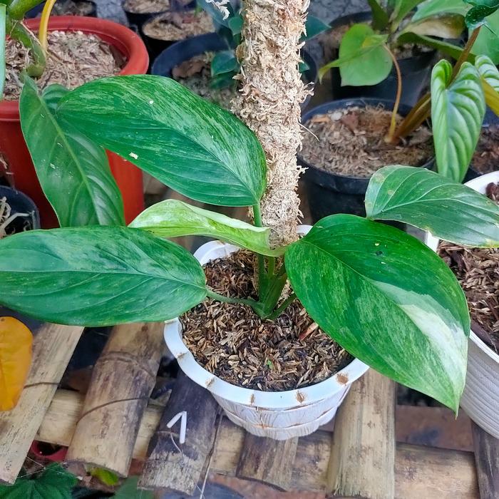 Jual RARE PLANT! SCINDAPSUS PERAKENSIS VARIGATA / SP KALIMANTAN / POHON ...