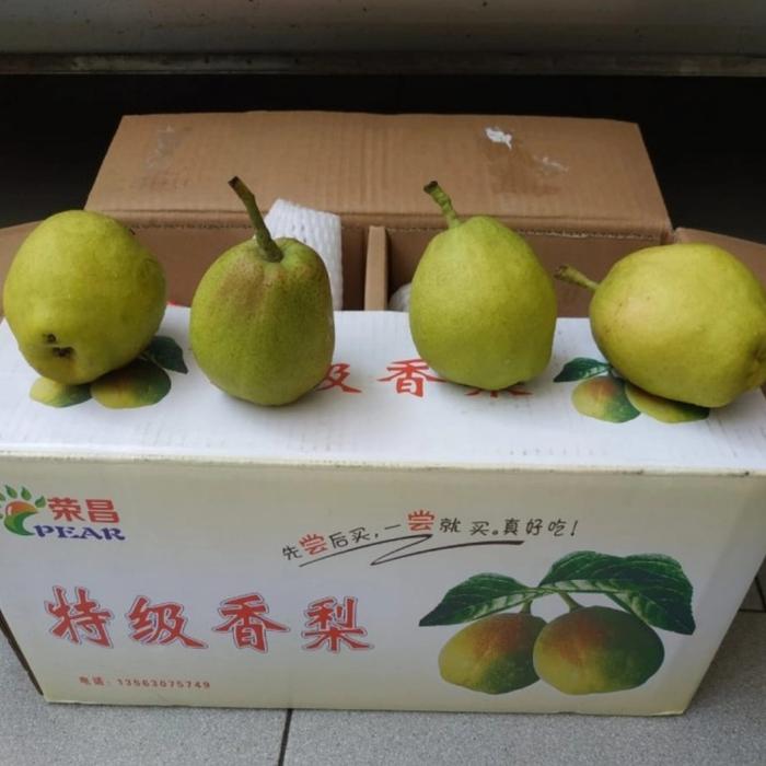 Jual BUAH PEAR XIANG LI PIR XIANGLI FRESH 1 DUS - Kota Bandung - Kaiku ...