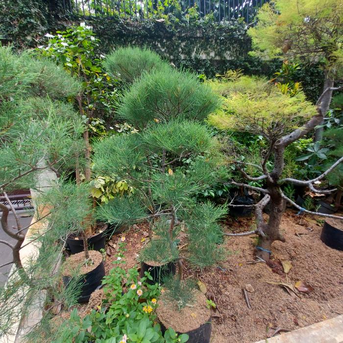 Jual pohon bonsai cemara udang spiral/ulir - Jakarta Pusat ...