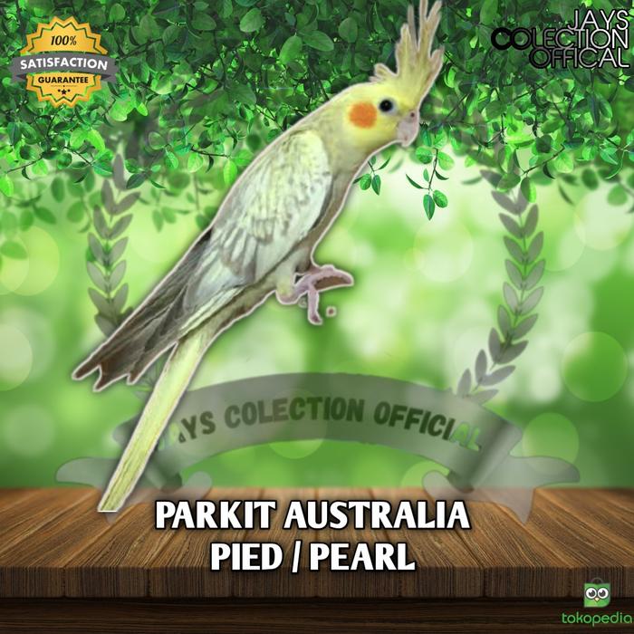 Cockatiel Emerald