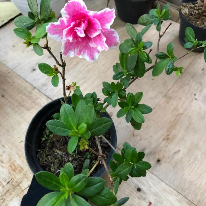 Jual BIBIT TANAMAN BUNGA TAHAN PANAS | AZALEA BUNGA PINK PUTIH HOLAND ...