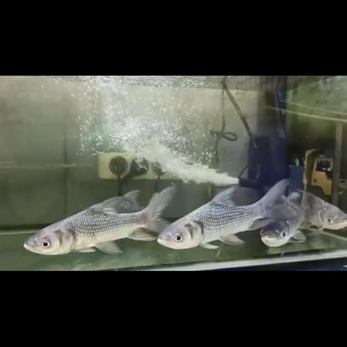 Jual Giant Barb siamese - Jakarta Barat - Aquacorner | Tokopedia