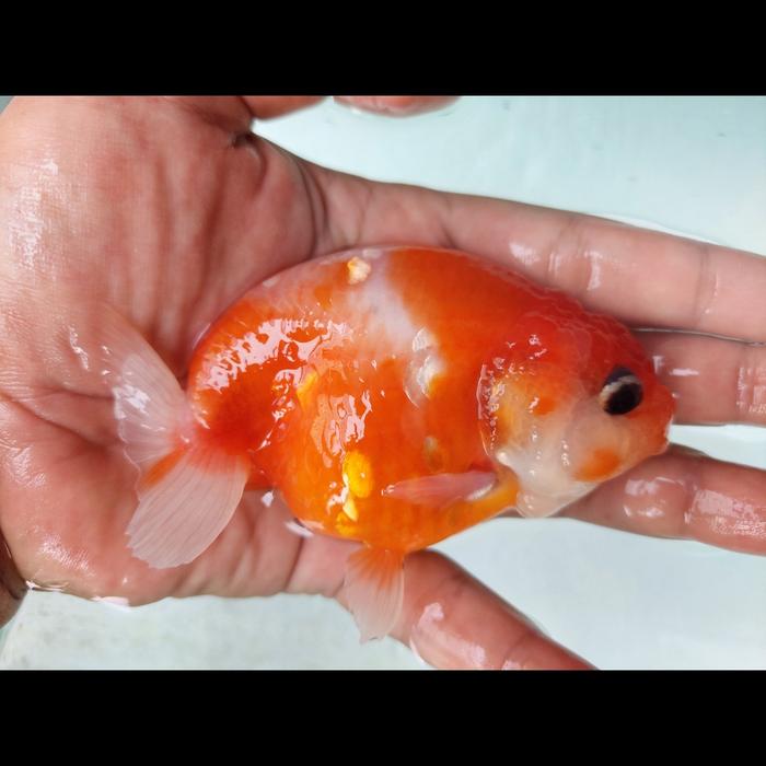 Jual ikan hias mas koki ranchu sakura 12cm,female - Jakarta Timur ...