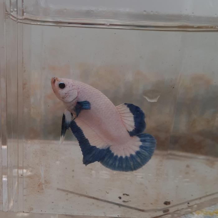 Jual ikan cupang blue rim anakan line thailand - Jakarta Utara ...