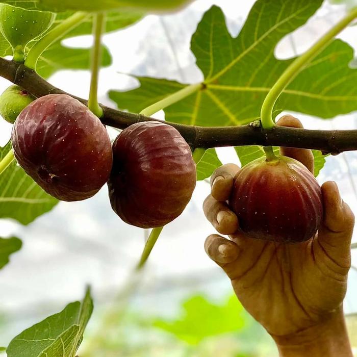 Jual bibit buah tin Ara jenis TEB (Texas Ever Bearing) fresh cangkok ...