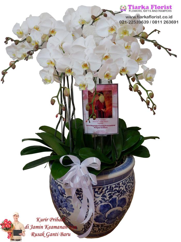 Jual rangkaian anggrek bulan pot keramik besar / anggrek bulan / bunga ...