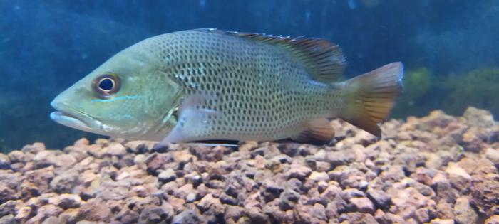Jual IKAN HIAS RED MANGROVE JACK FRESHWATER TANKMATE PREDATOR 13-14cm ...