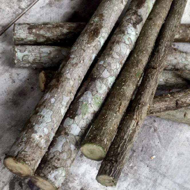 Jual bibit stek batang pohon gamal.stek pohon gamal - Kota Bekasi ...