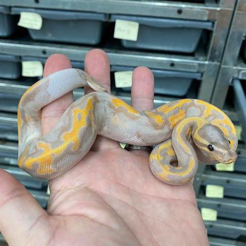 Jual ball phyton pied banana pos ball python pied banana fire - Kota ...