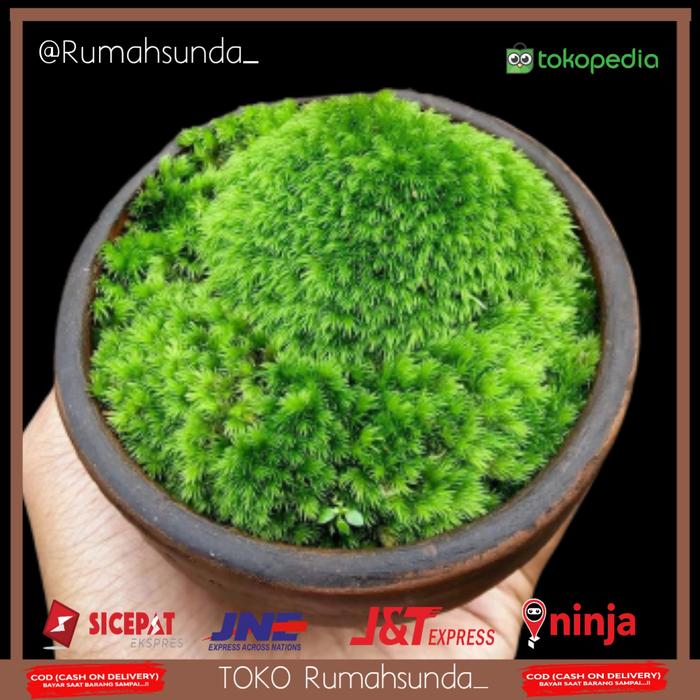 Jual SPHAGNUM MOSS LUMUT HIDUP l TANAMAN HIAS LUMUT 200gram - Kab ...