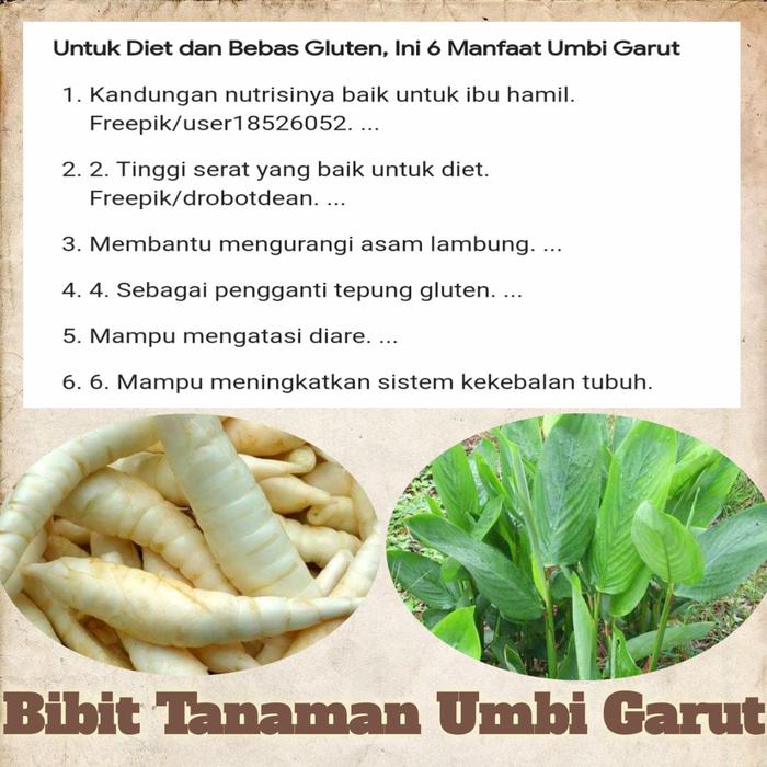 Jual Bibit tanaman umbi garut | irut | angkrik - Kab. Cilacap - Kembar ...