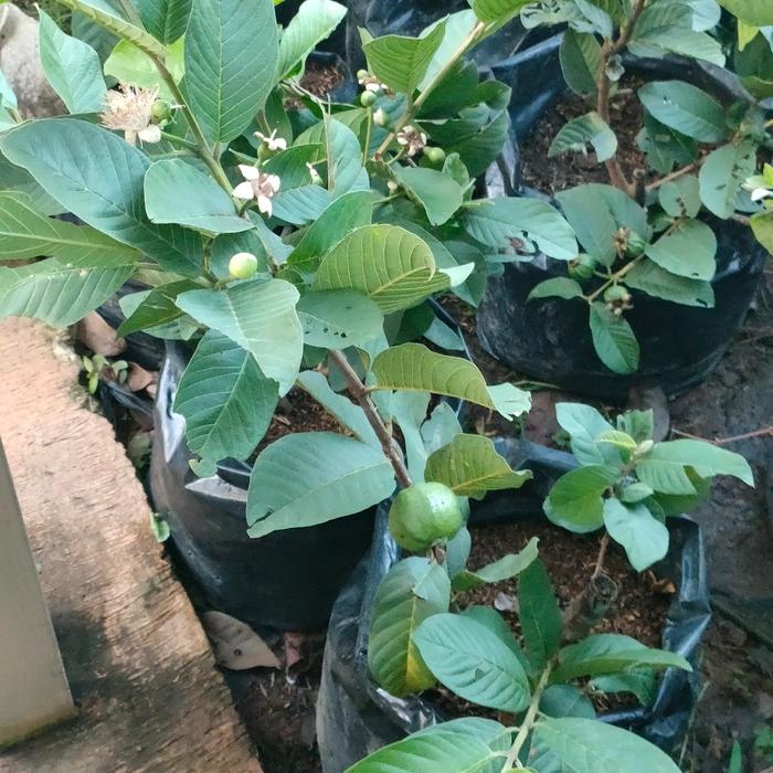 Jual Tanaman pohon jambu kristal berbuah - Kota Tangerang Selatan ...