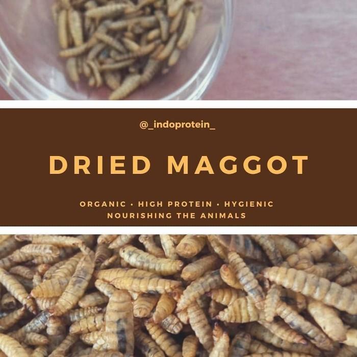 Jual Pakan Maggot Magot BSF 1Kg Untuk Badan Bulky dan Warna lebih cerah ...