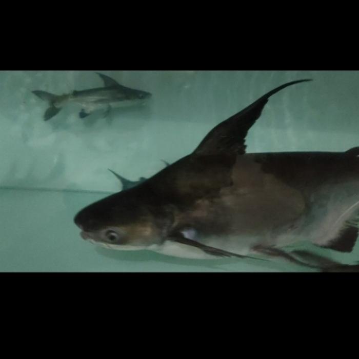 Jual Ikan Hias Predator Ikan Ikan Paroon Shark Big Size - Jakarta Barat ...