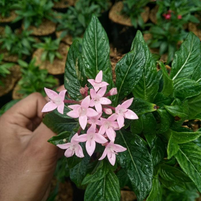 Jual tanaman pentas | bunga merah pink - pink - Kab. Bandung Barat ...