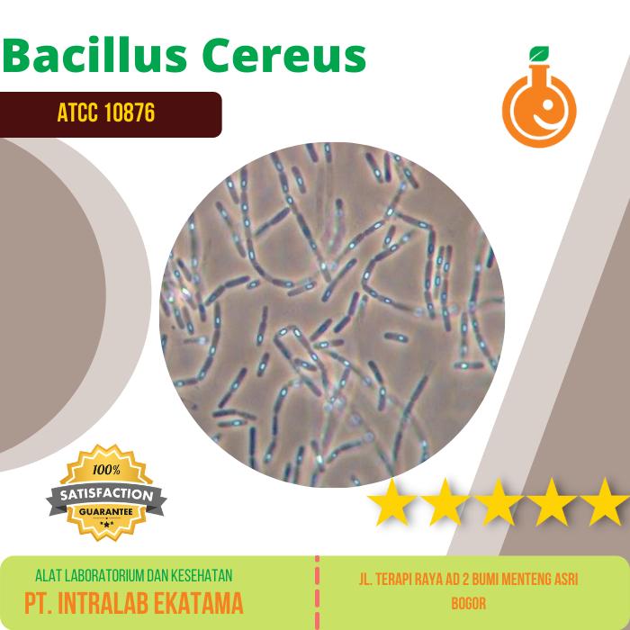 Jual Bakteri Bacillus cereus, strain : ATCC 10876 (1 vial) - Kota Bogor ...