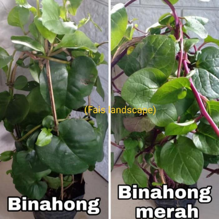 Jual tanaman herbal binahong merah dan binahong ijo + pot - Kota ...