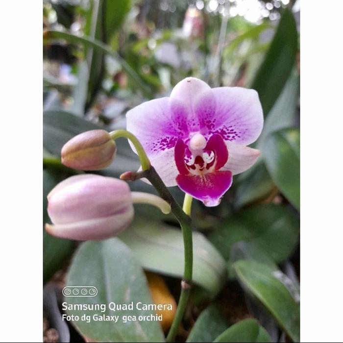 Promo anggrek bulan mini phalaenopsis dewasa bunga cantik koleksi - Kab ...