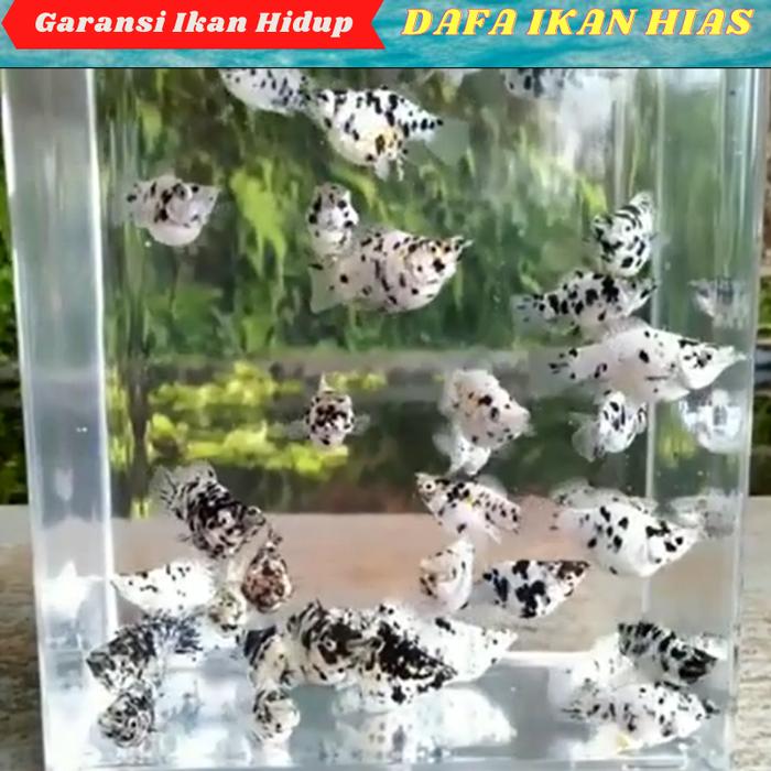 Jual Ikan Hias Molly Balon Marble Ikan Hias Air Tawar Ikan Molly Dewasa ...