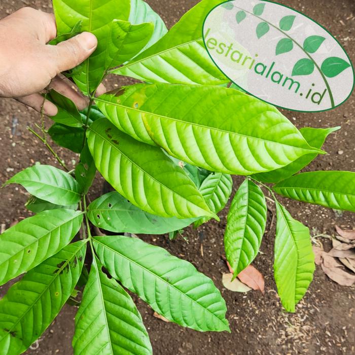 Pohon Kamper Jual Bibit Pohon Kamper Kab. Bogor Kie Hermawan