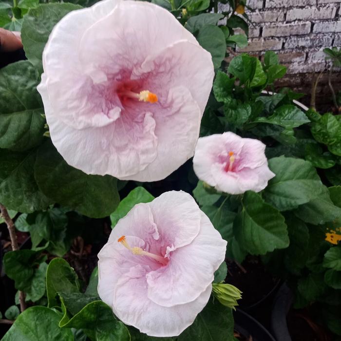 Jual bunga kembang sepatu bangkok import cotton pink tissue,,tanaman ...