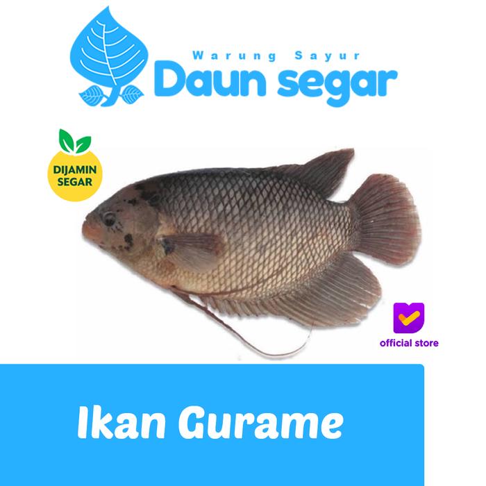 Jual Ikan Gurame Besar 500gram/Ekor Fresh - Kota Tangerang Selatan ...