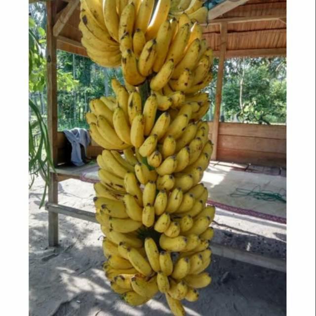 Pohon Pisang Raja Menhut Raja Juli Antoni Hampir Ketiban Pohon Pisang