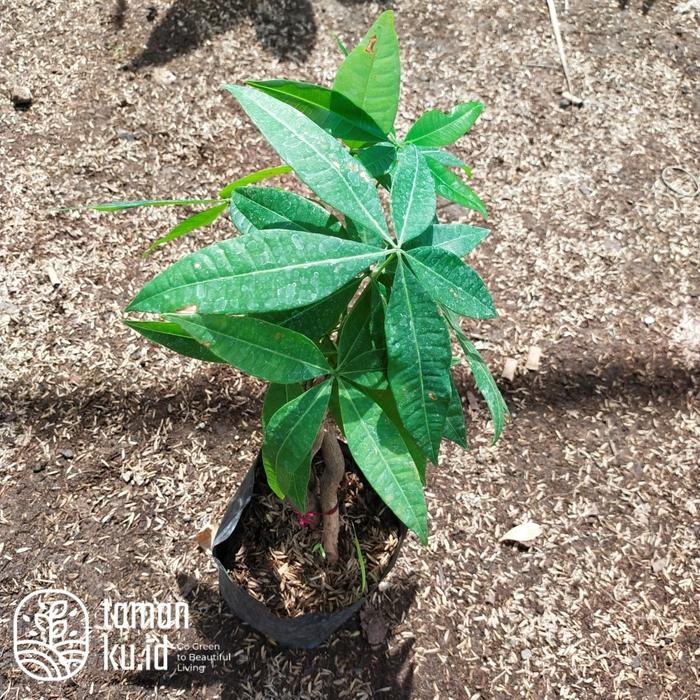 Jual Tanaman Pohon Uang / pacira / Tanaman Pachira / Pohon ...