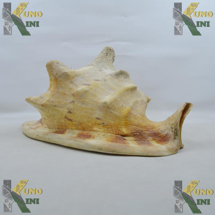 Jual CANGKANG KEONG KERANG RAKSASA 3 - Jakarta Utara - Kunokini.online ...