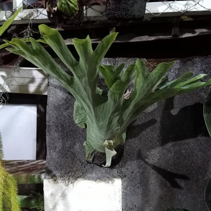 Jual platycerium wandae simbar papua - Kota Batu - bekti_garden | Tokopedia