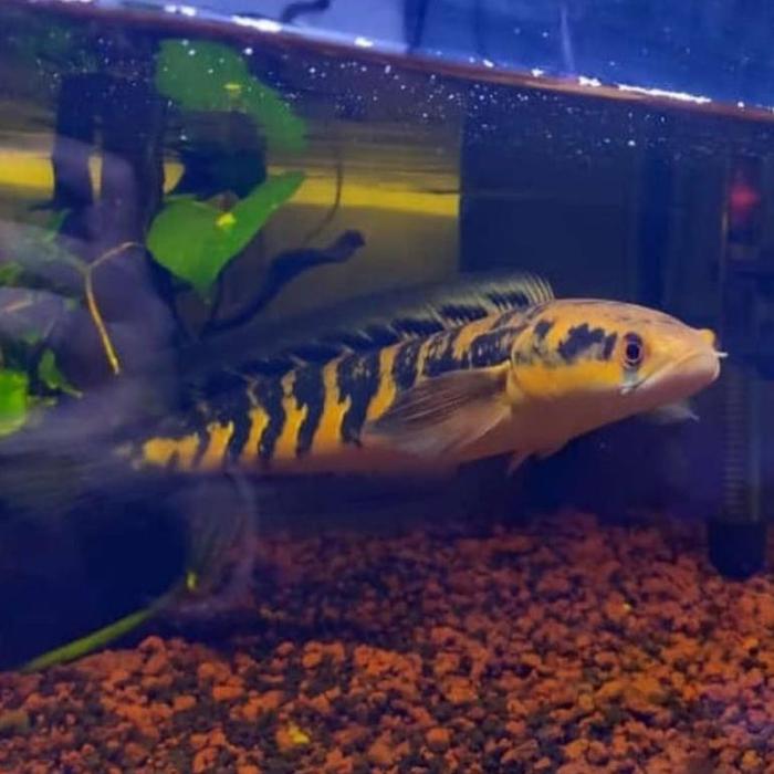 Jual Ikan Chana Maru Yellow Sentarum Ys Red Eyes Ukuran 16Cm - 18Cm ...