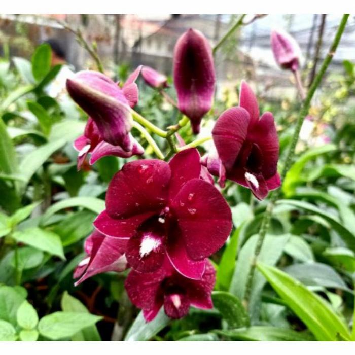 Jual Anggrek Dendrobium Airy Red Dragon Dewasa - Kab. Pemalang - Biye ...